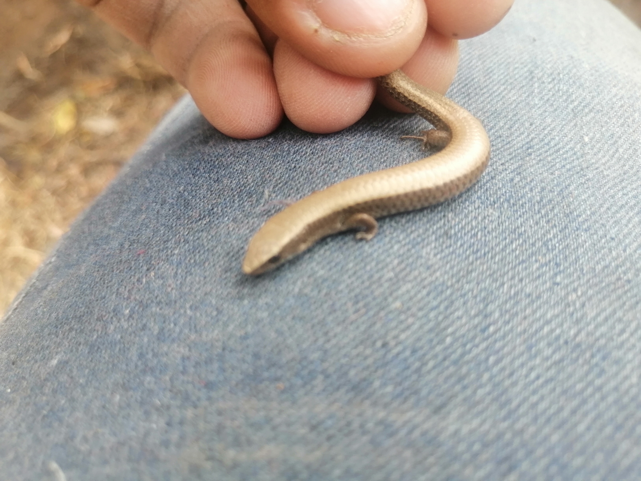 Gymnophthalmus speciosus (Hallowell, 1861)