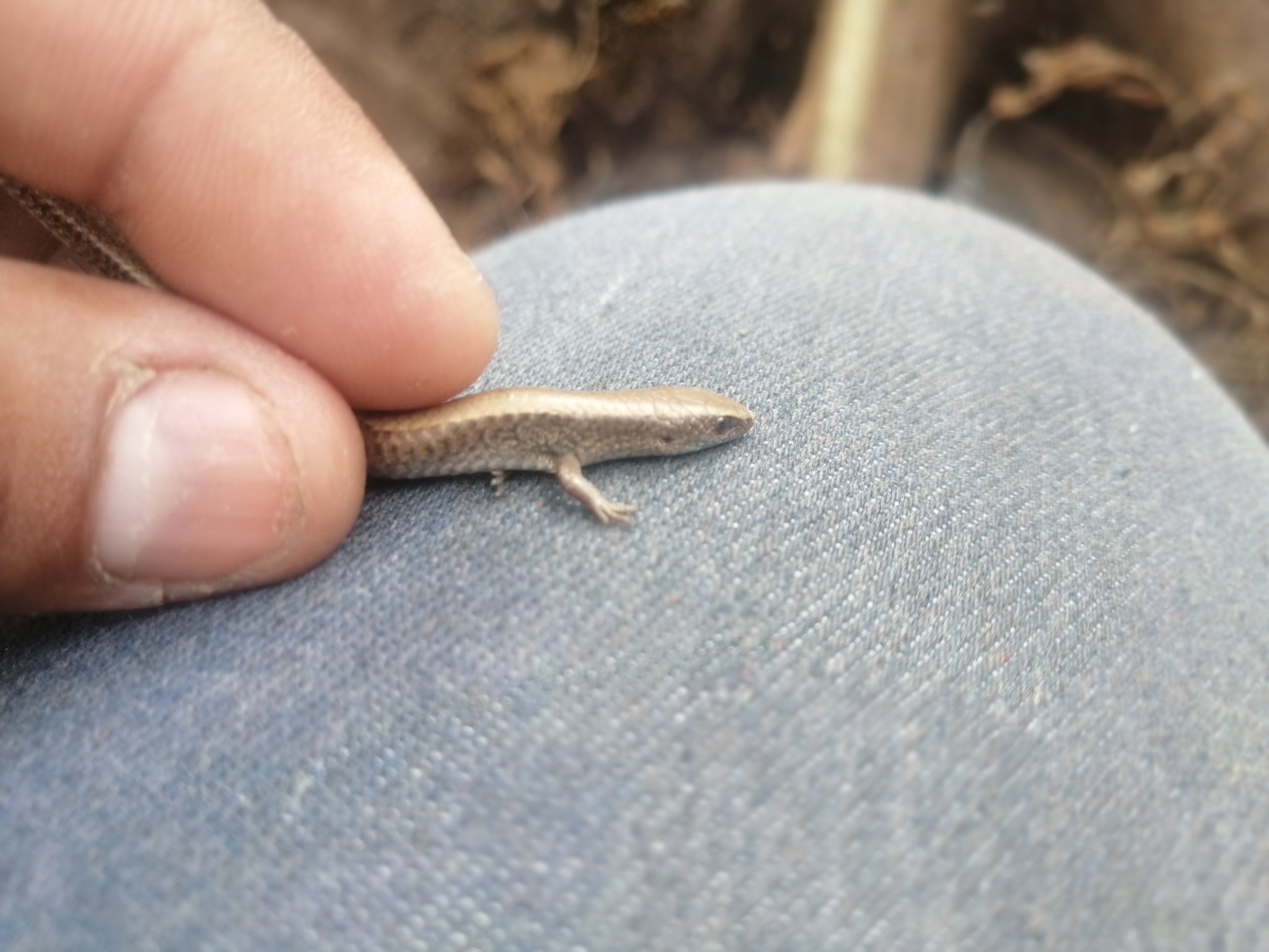 Gymnophthalmus speciosus (Hallowell, 1861)