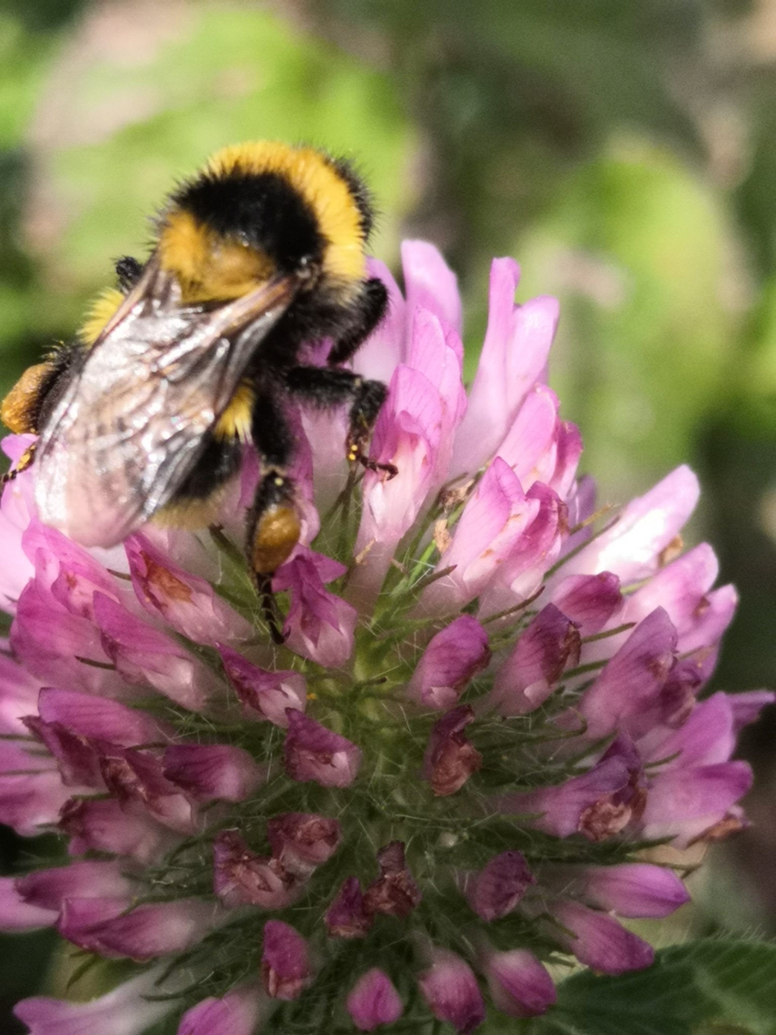 Bombus ruderatus (Fabricius, 1775)