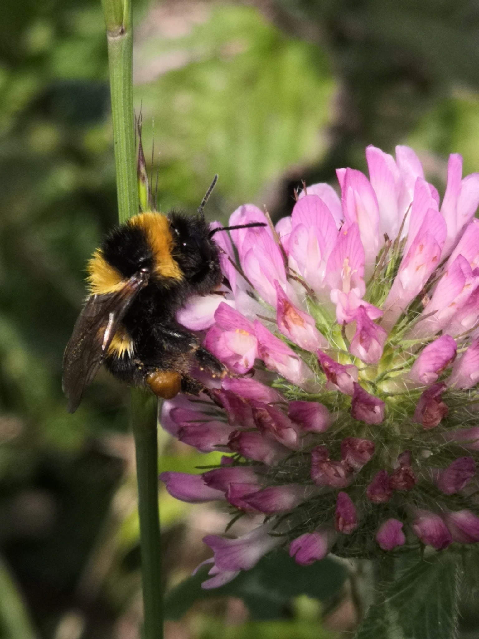 Bombus ruderatus (Fabricius, 1775)