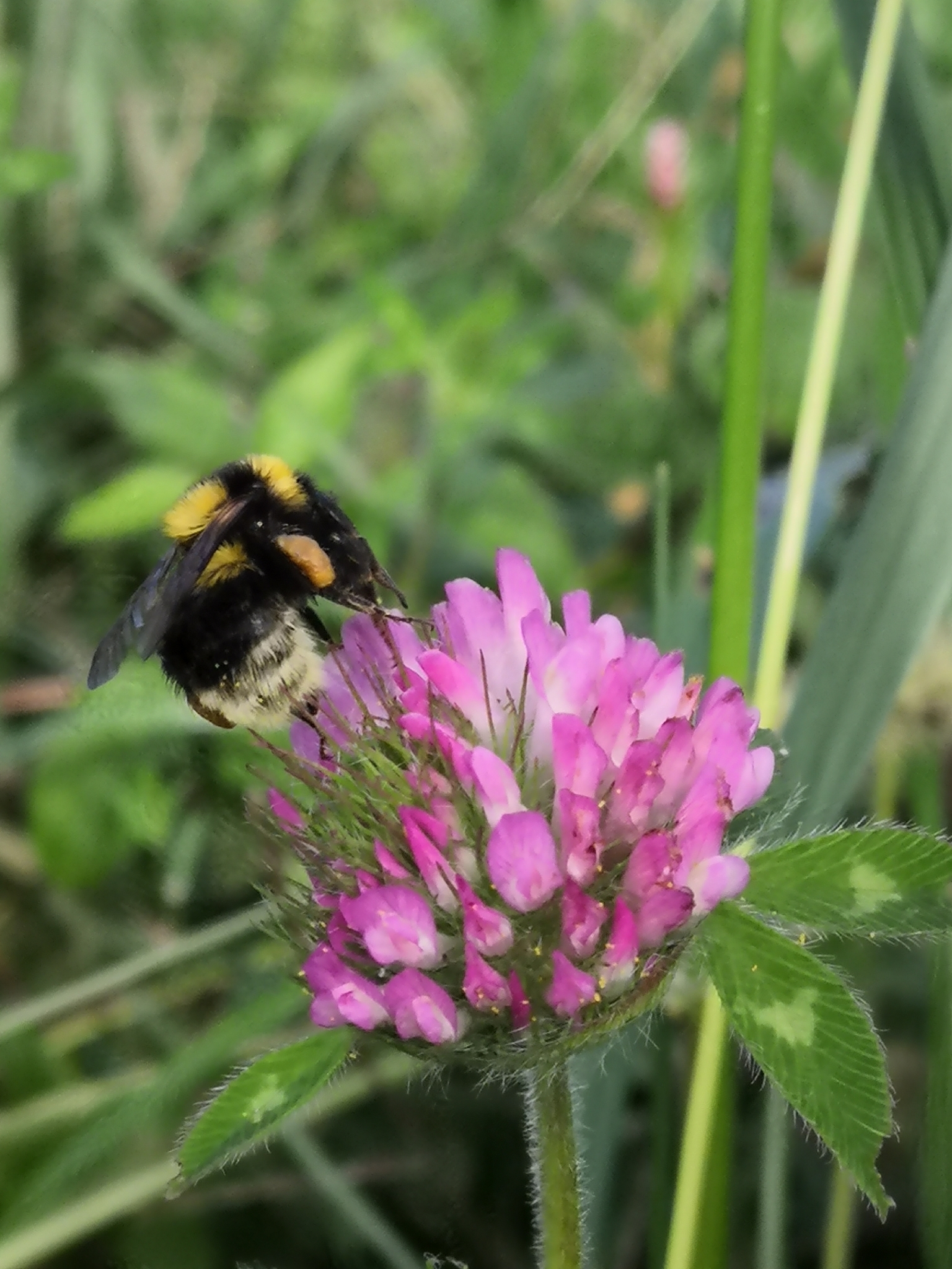 Bombus ruderatus (Fabricius, 1775)
