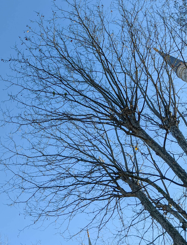 Rose-ringed Parakeet from European Side, İstanbul, Turkey on December ...