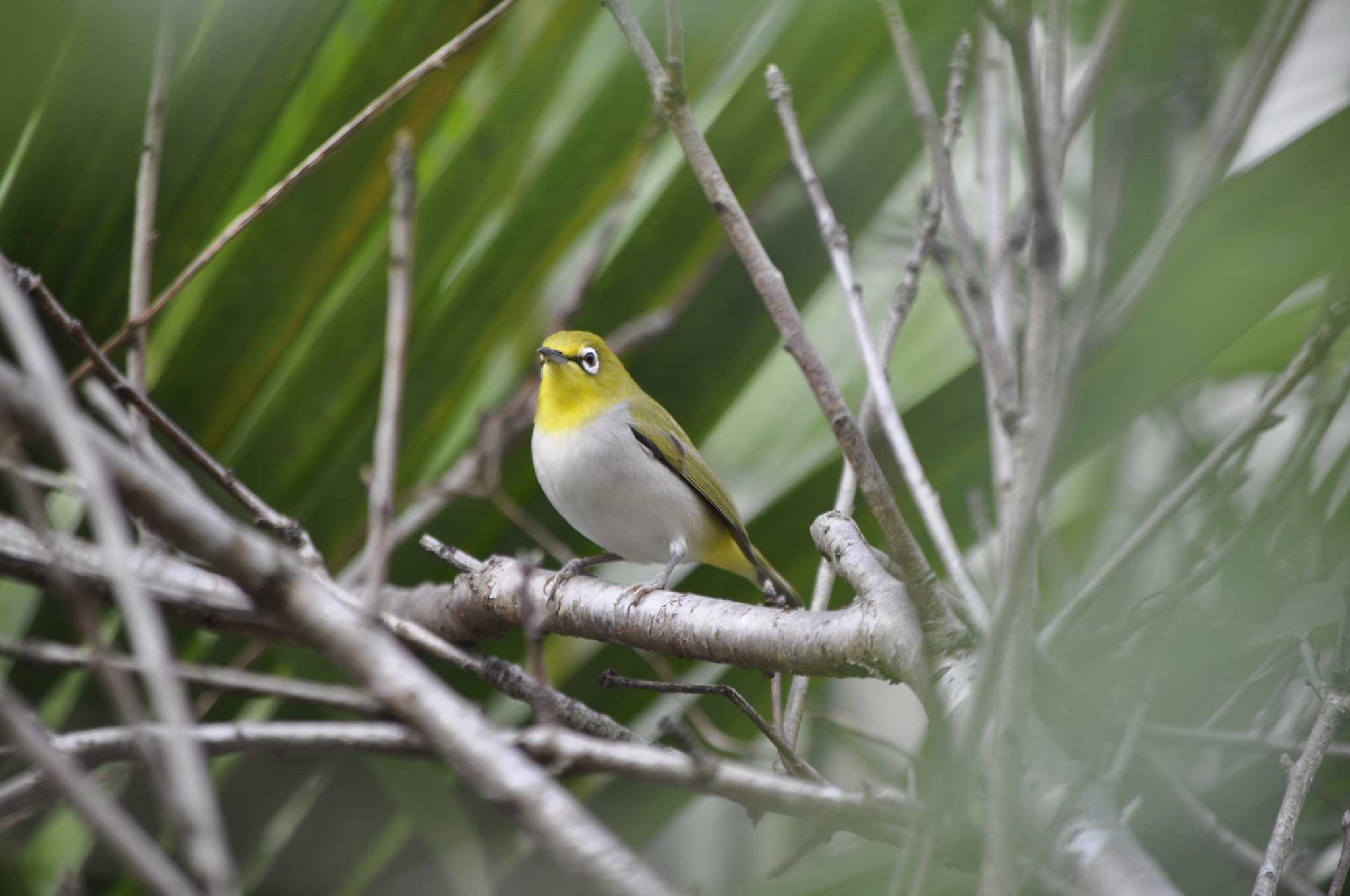 Zosterops simplex Swinhoe, 1861