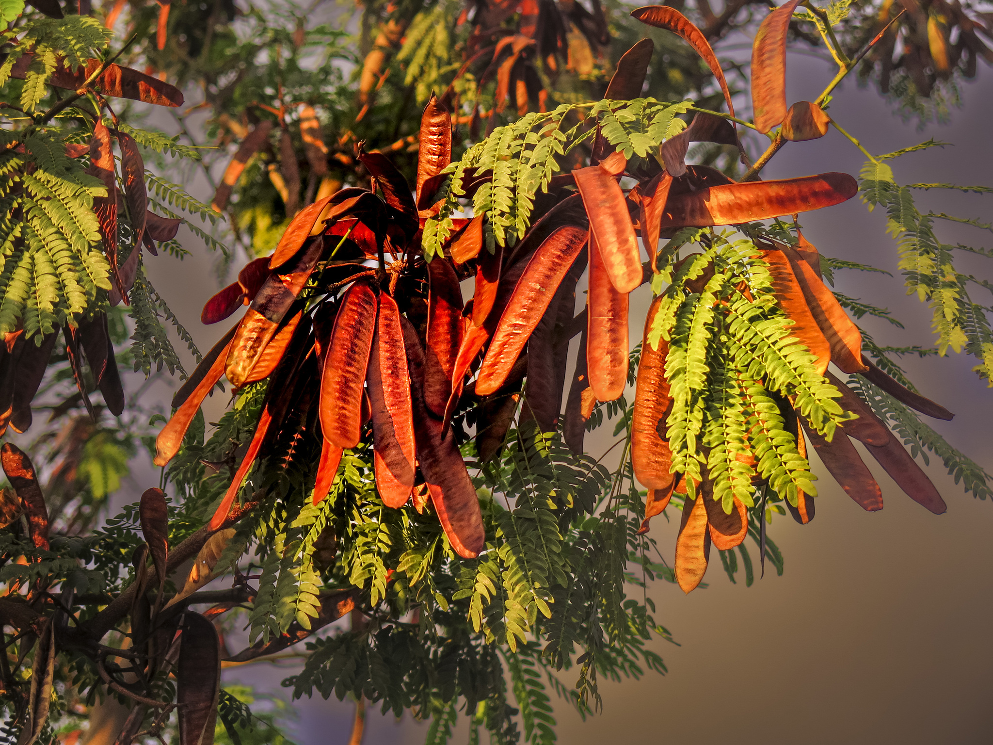 Leucaena leucocephala (Lam.) de Wit