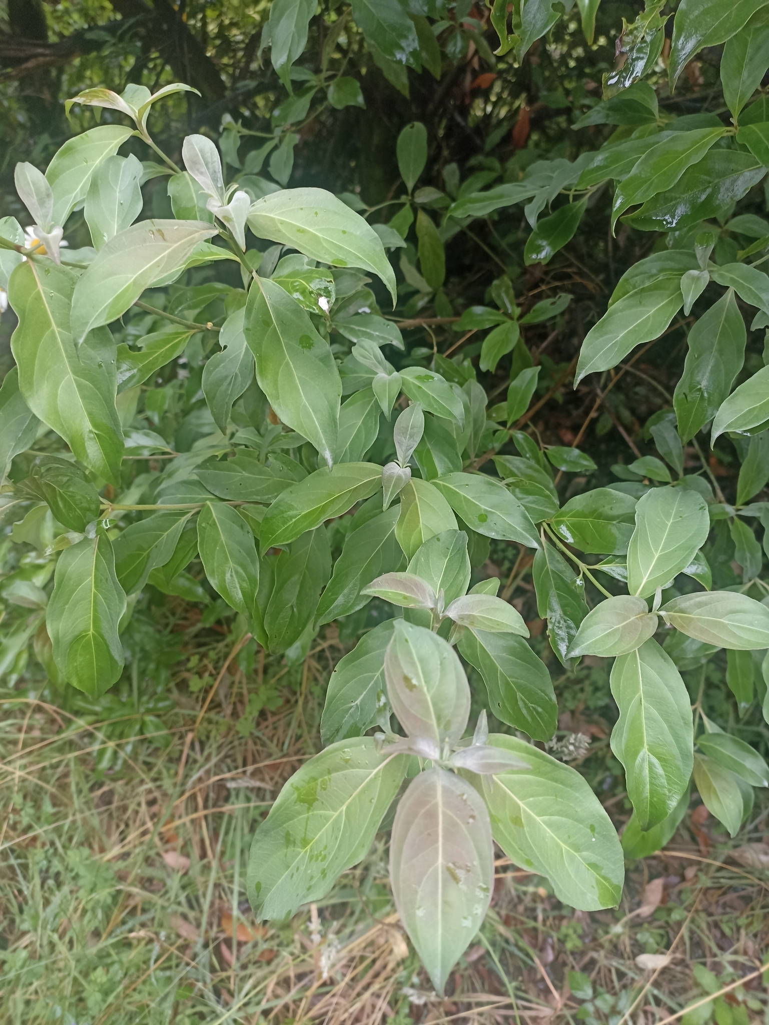 Cornus capitata Wall.