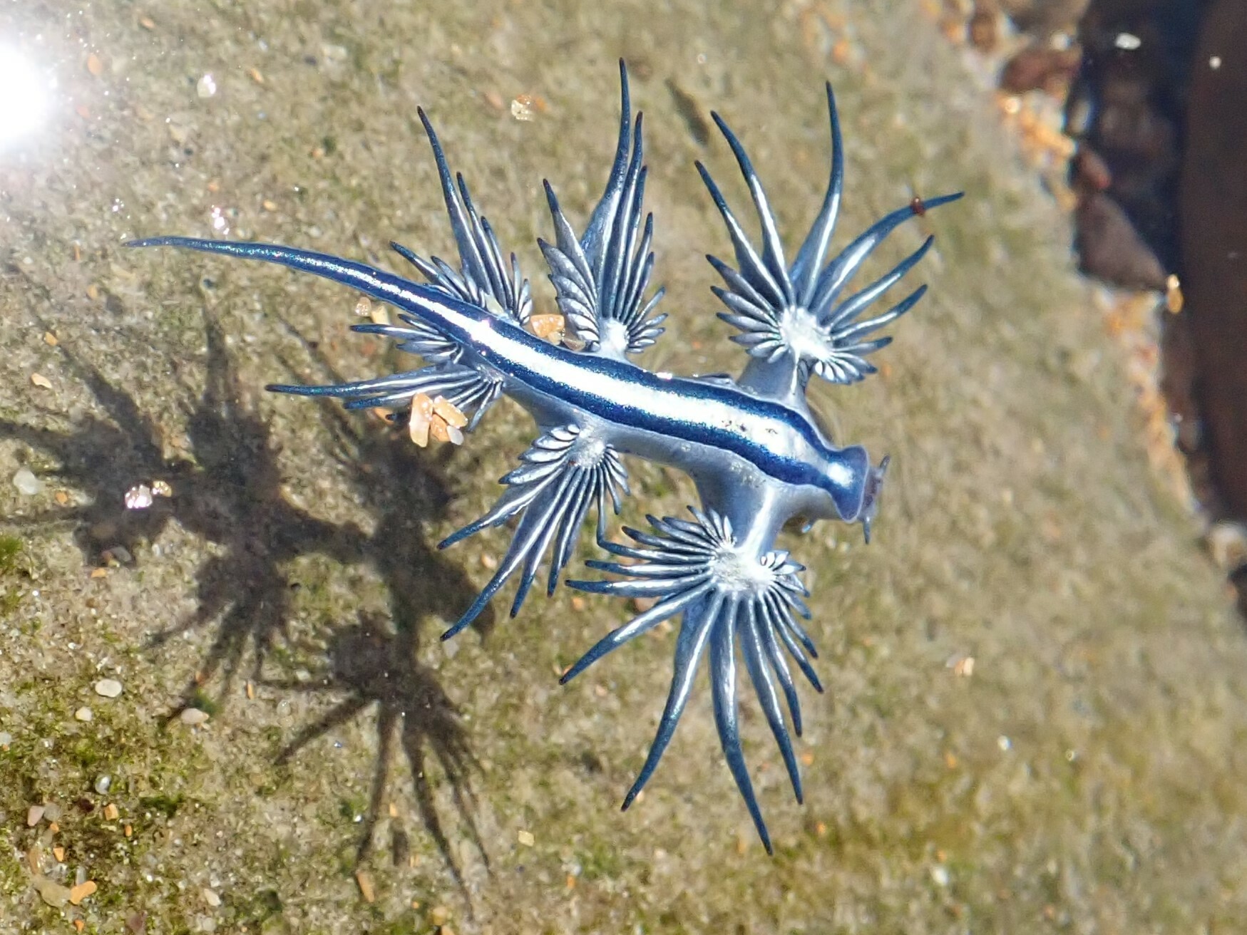 Glaucus atlanticus Forster, 1777