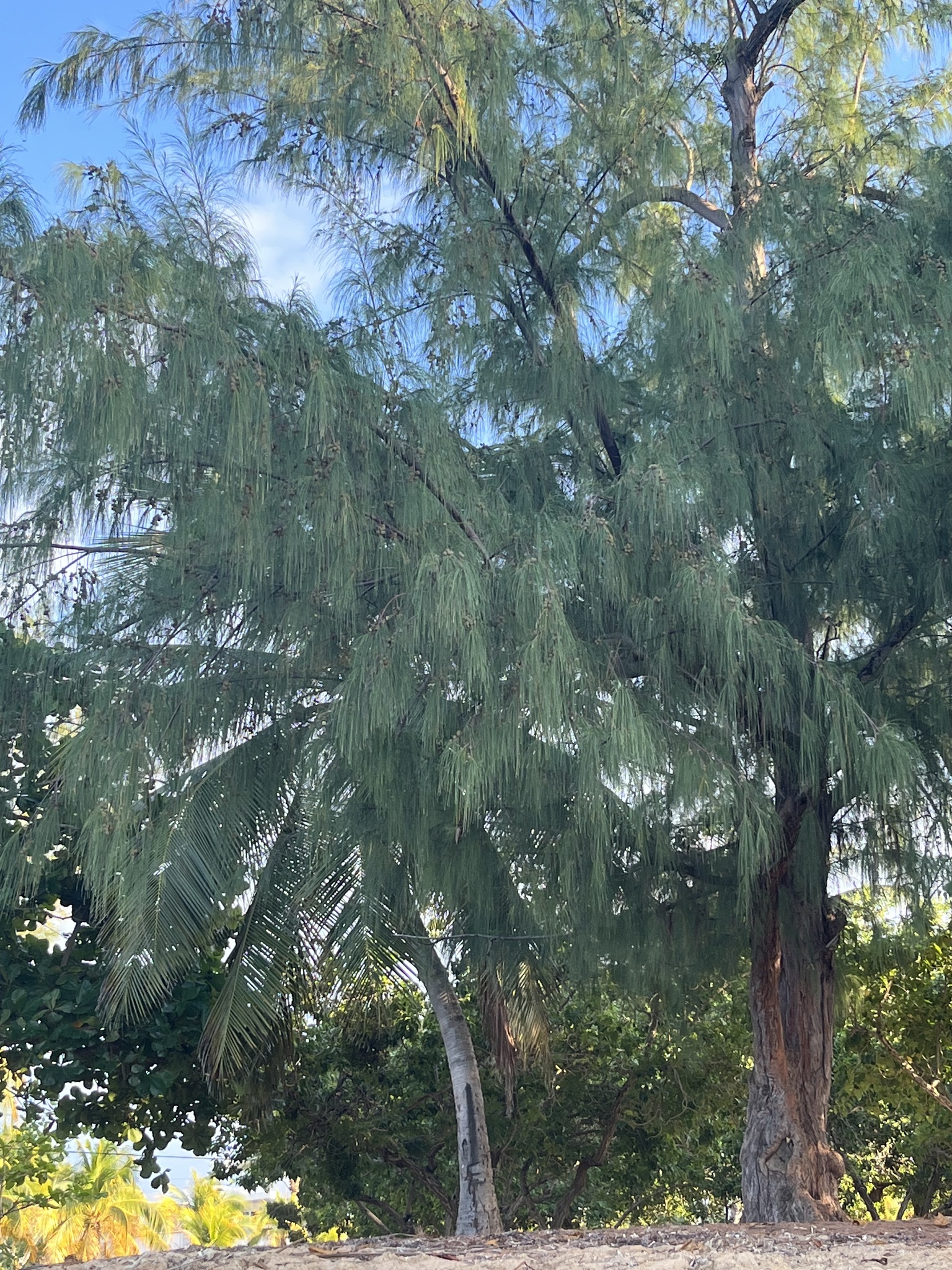 Casuarina equisetifolia L.