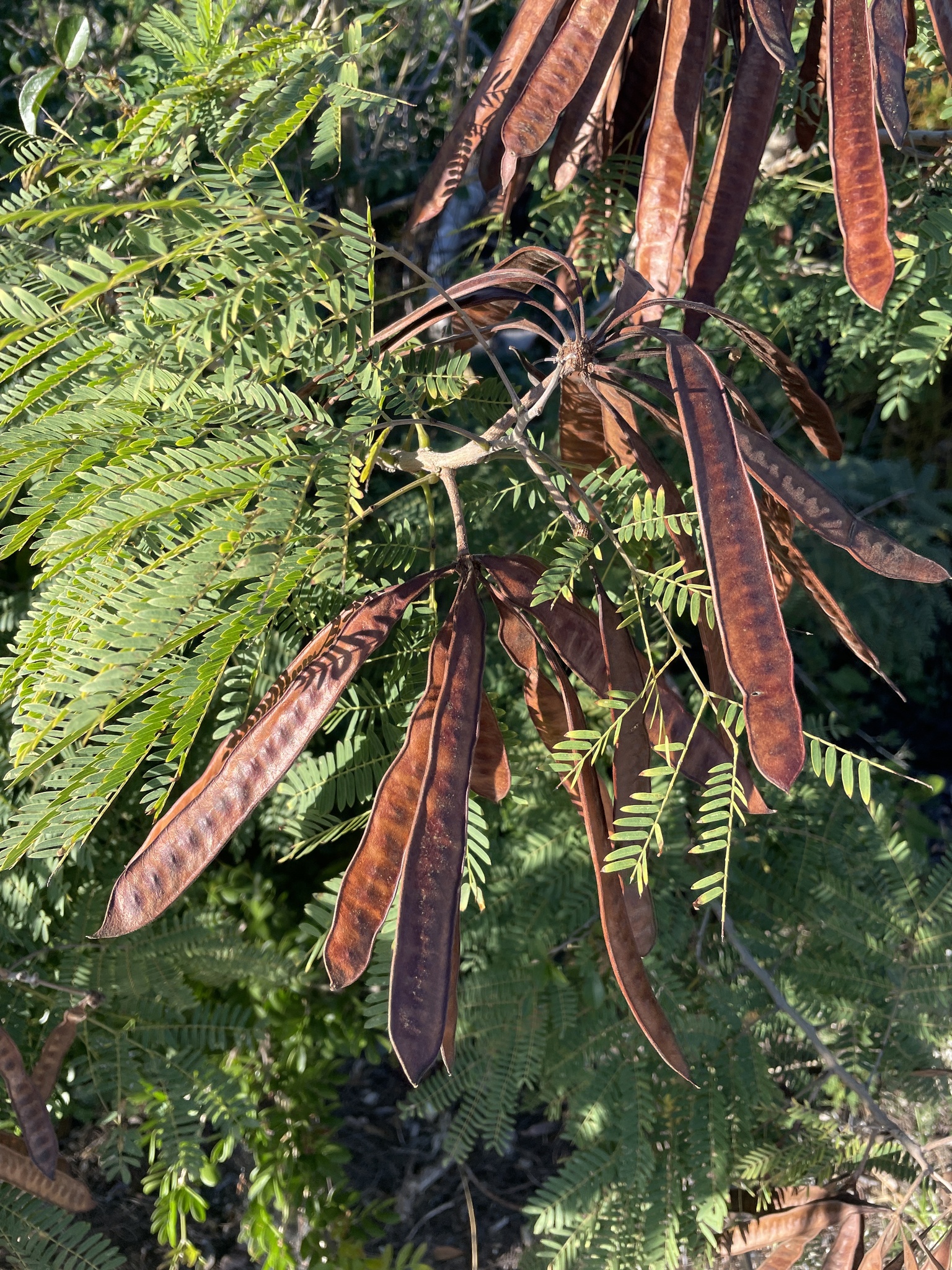 Leucaena leucocephala (Lam.) de Wit
