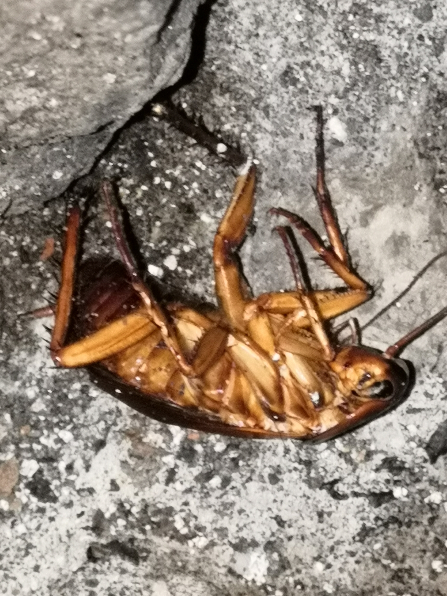 Periplaneta americana (Linnaeus, 1758)