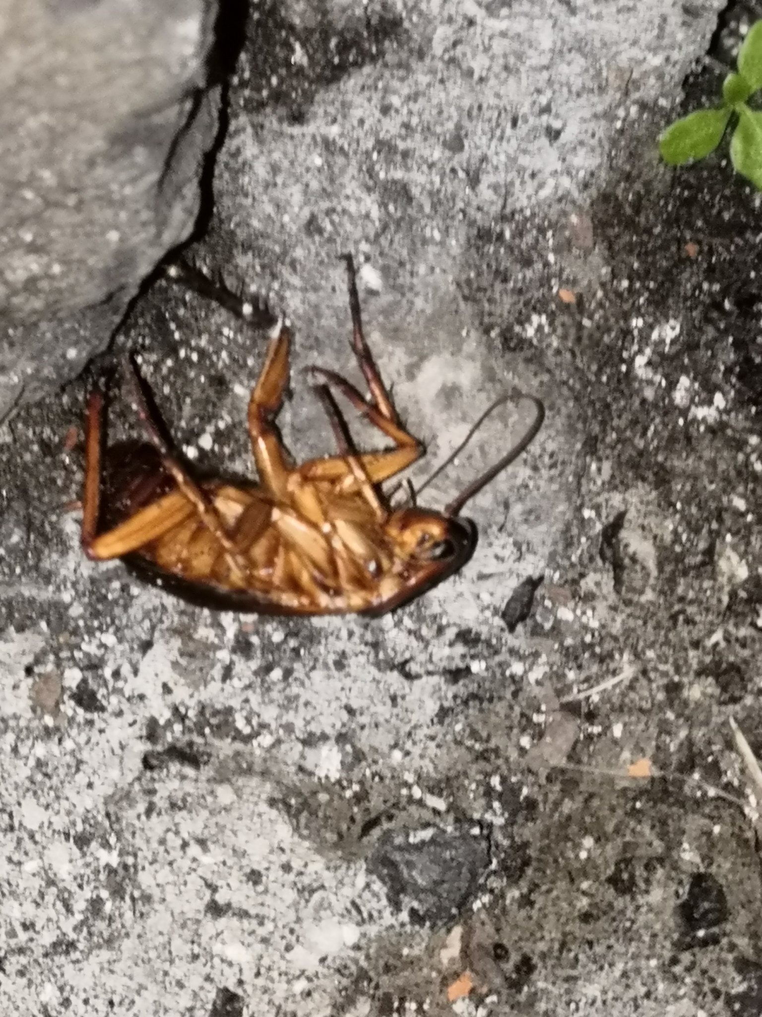 Periplaneta americana (Linnaeus, 1758)