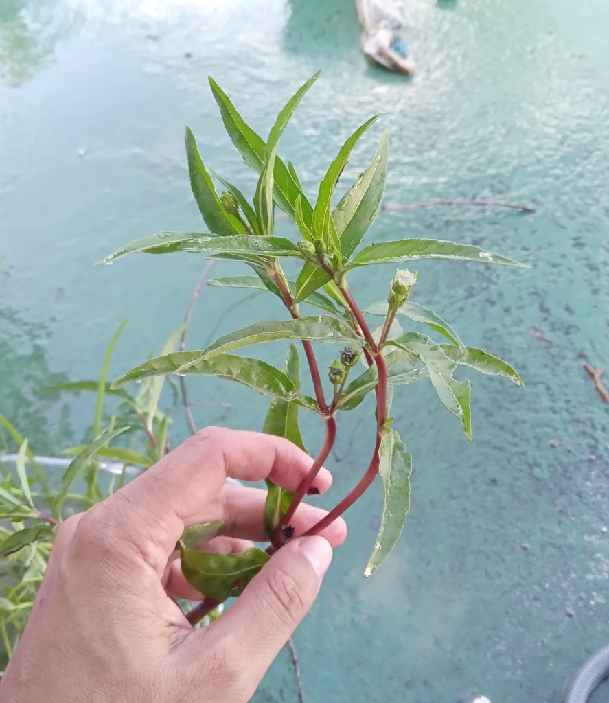 false daisy from Zeelandia, Willemstad, Curaçao on January 10, 2023 at ...