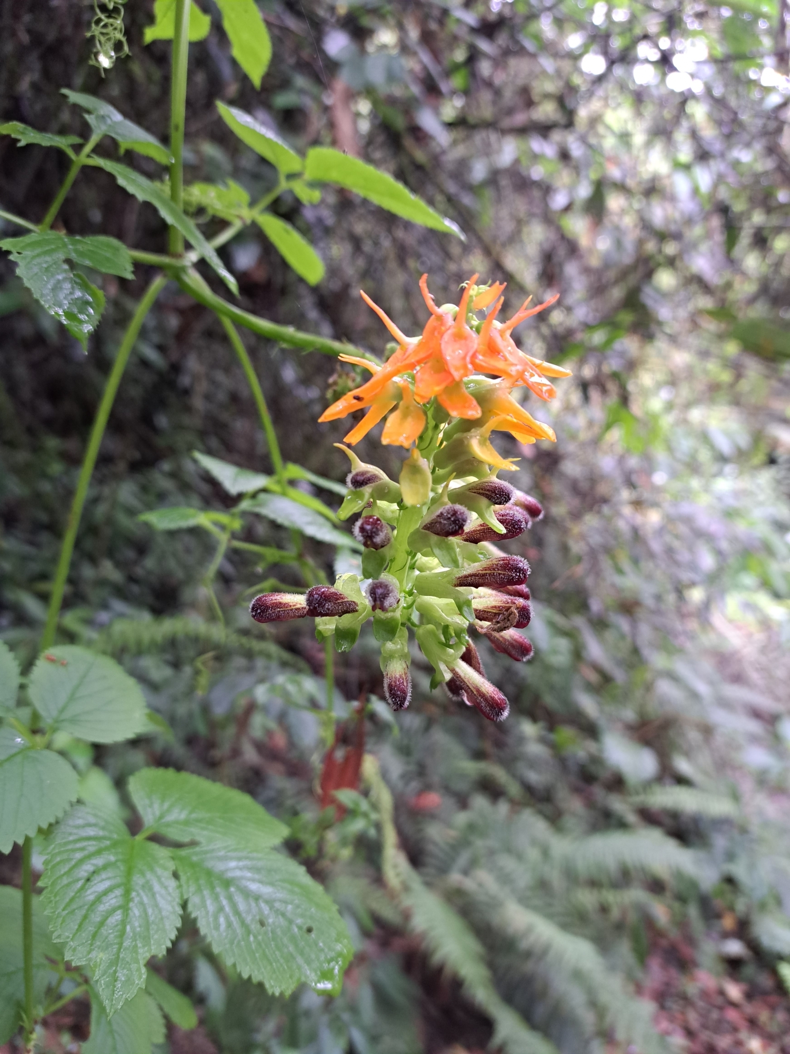 Tourrettia lappacea (L'Hér.) Willd.