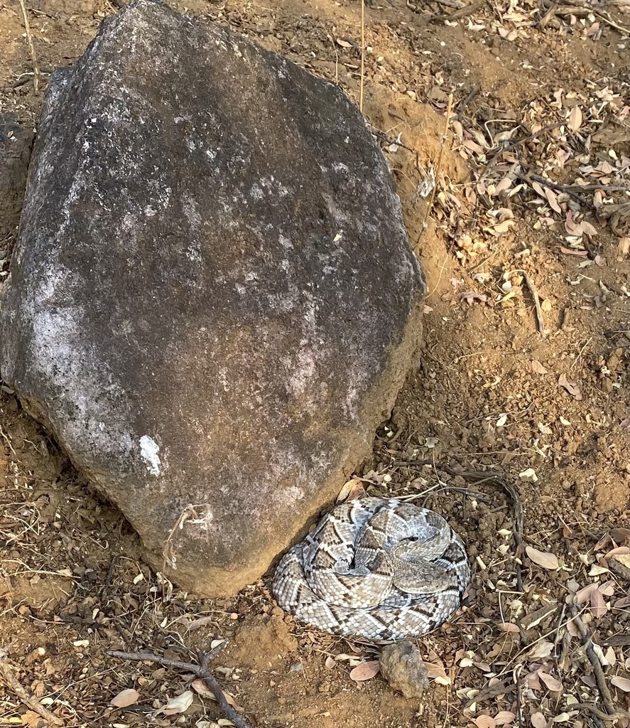 Basilisk Rattlesnake from San Francisco De Los Ranchos, San Francisco ...
