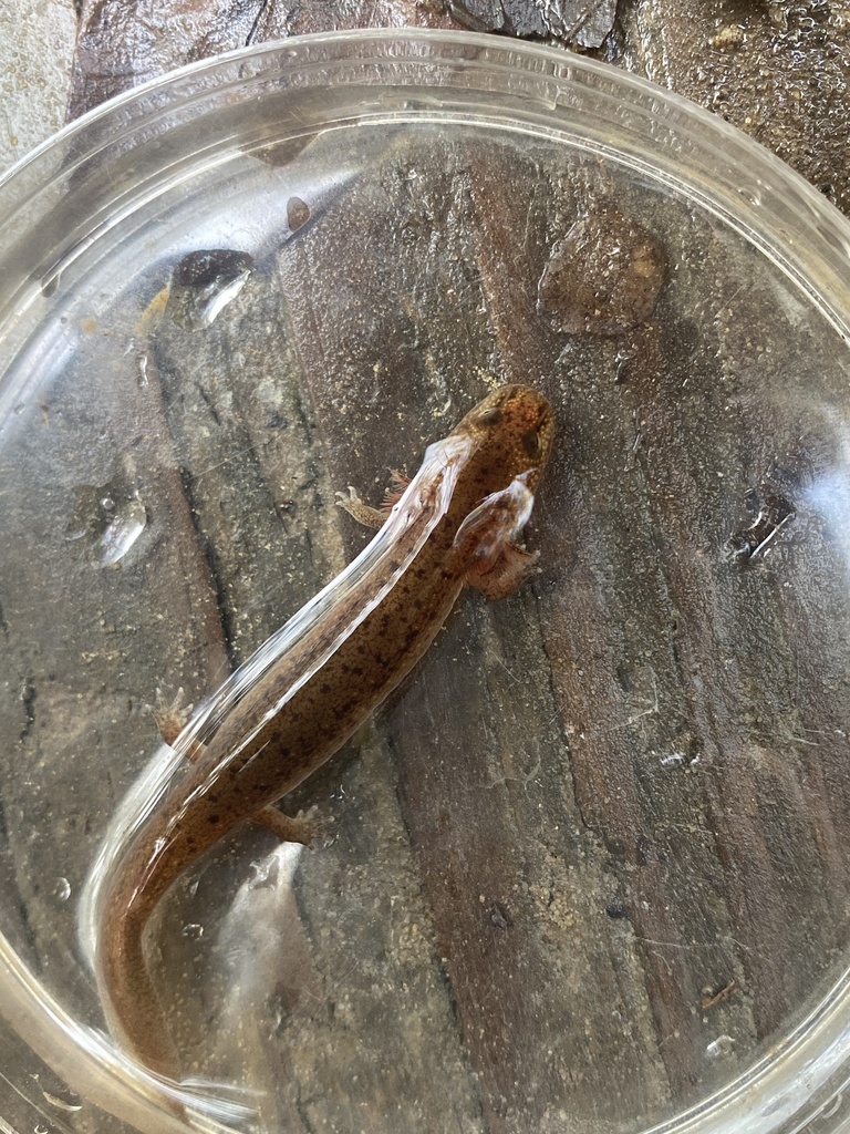 Spring Salamander from Nick-A-Jack Rd, Rising Fawn, GA, US on January ...