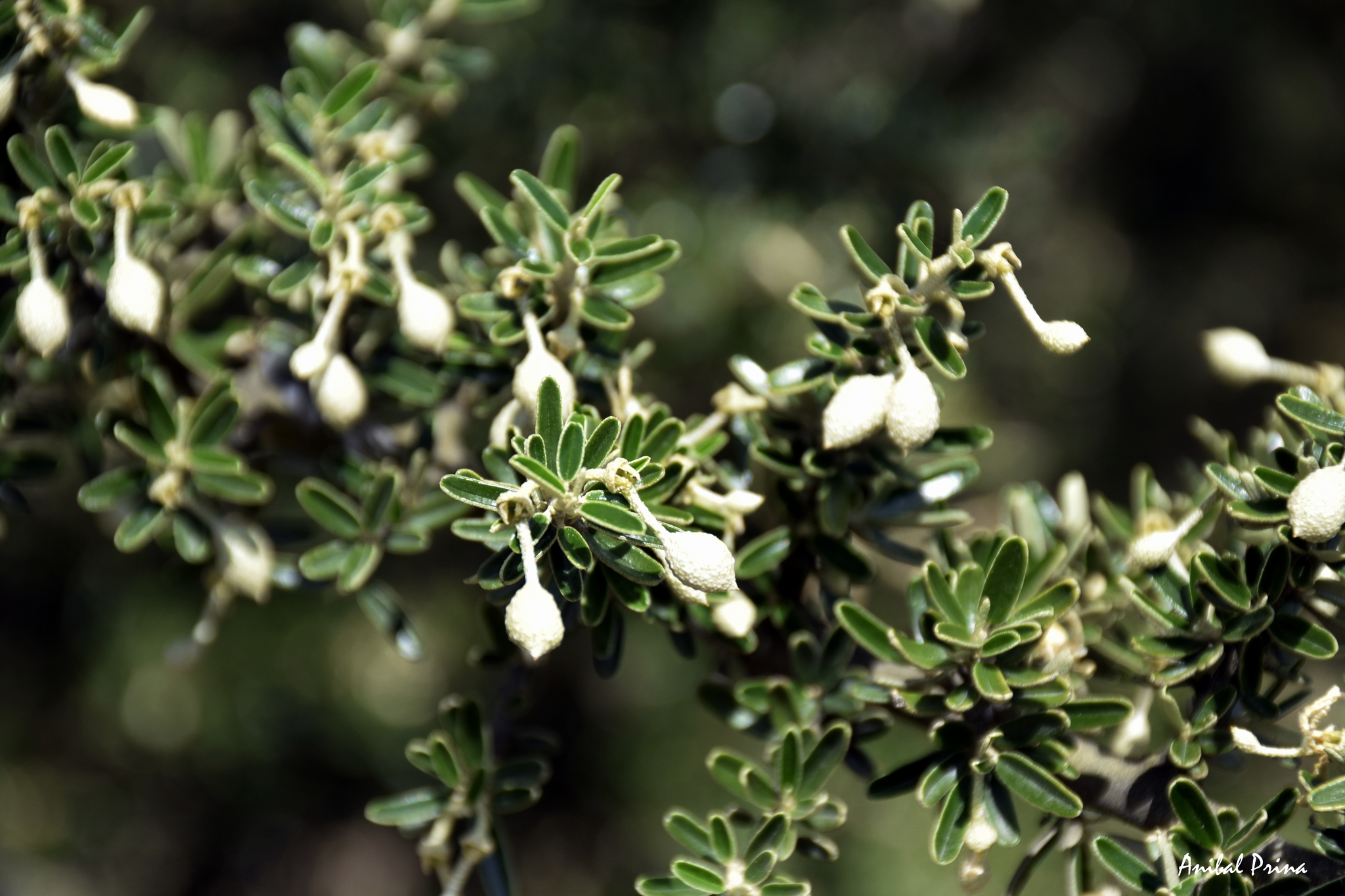 Atamisquea emarginata Miers