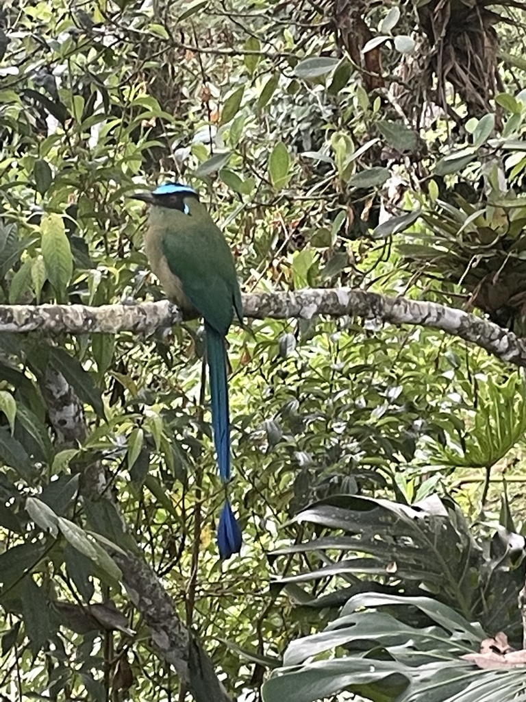 Andean Motmot from El Carmen, Retiro, Antioquia, CO on January 8, 2023 ...