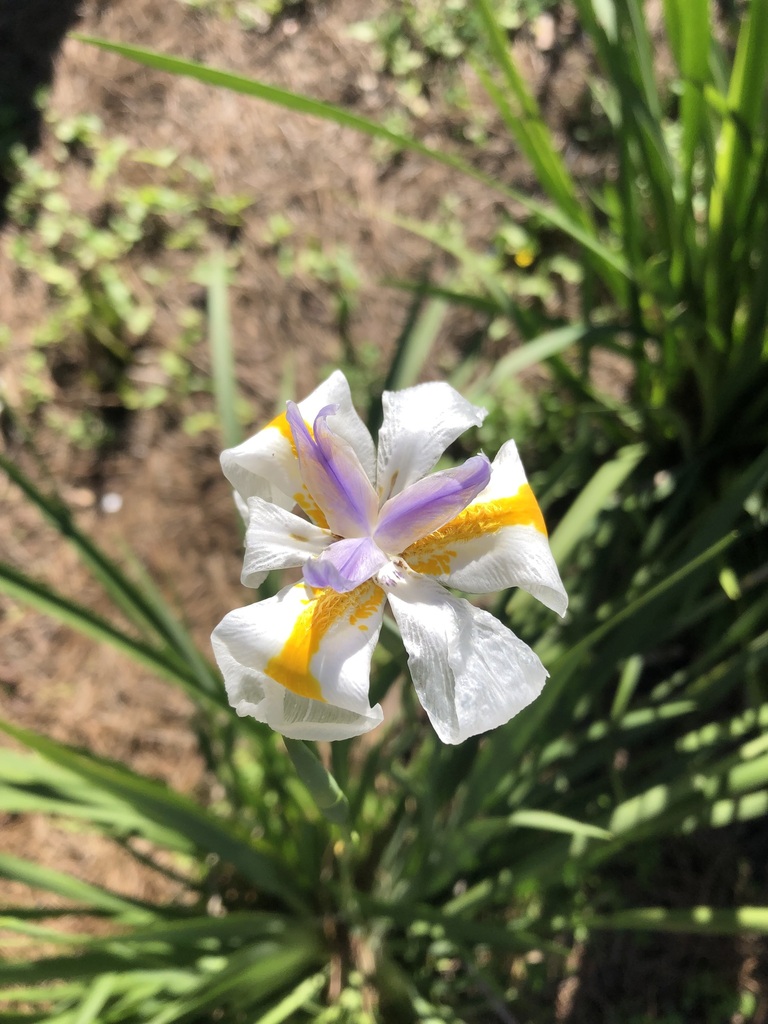 Small Fortnight Lily from eckerd college hough quad on January 9, 2023 ...