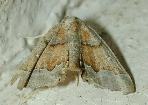 Meske's Pero Moth from 3325 Green Jay Road, Alamo, TX 78516, USA on ...