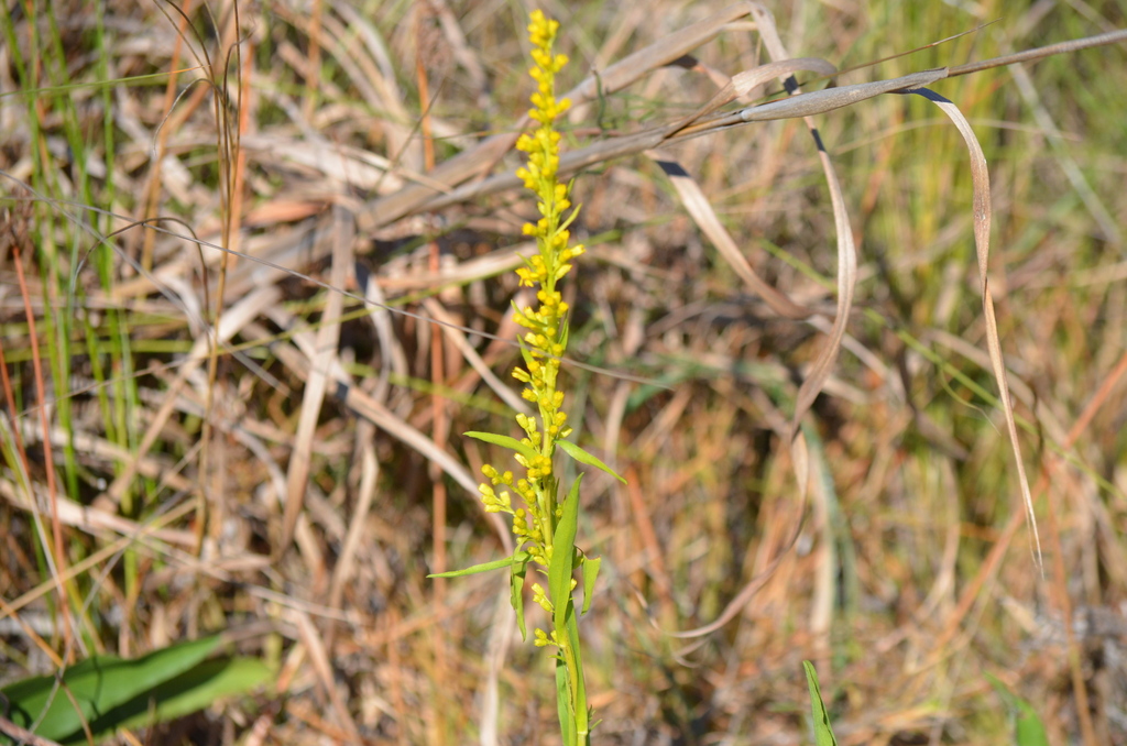 Southern Seaside Goldenrod from City of Marco, Marco Island, FL, USA on ...