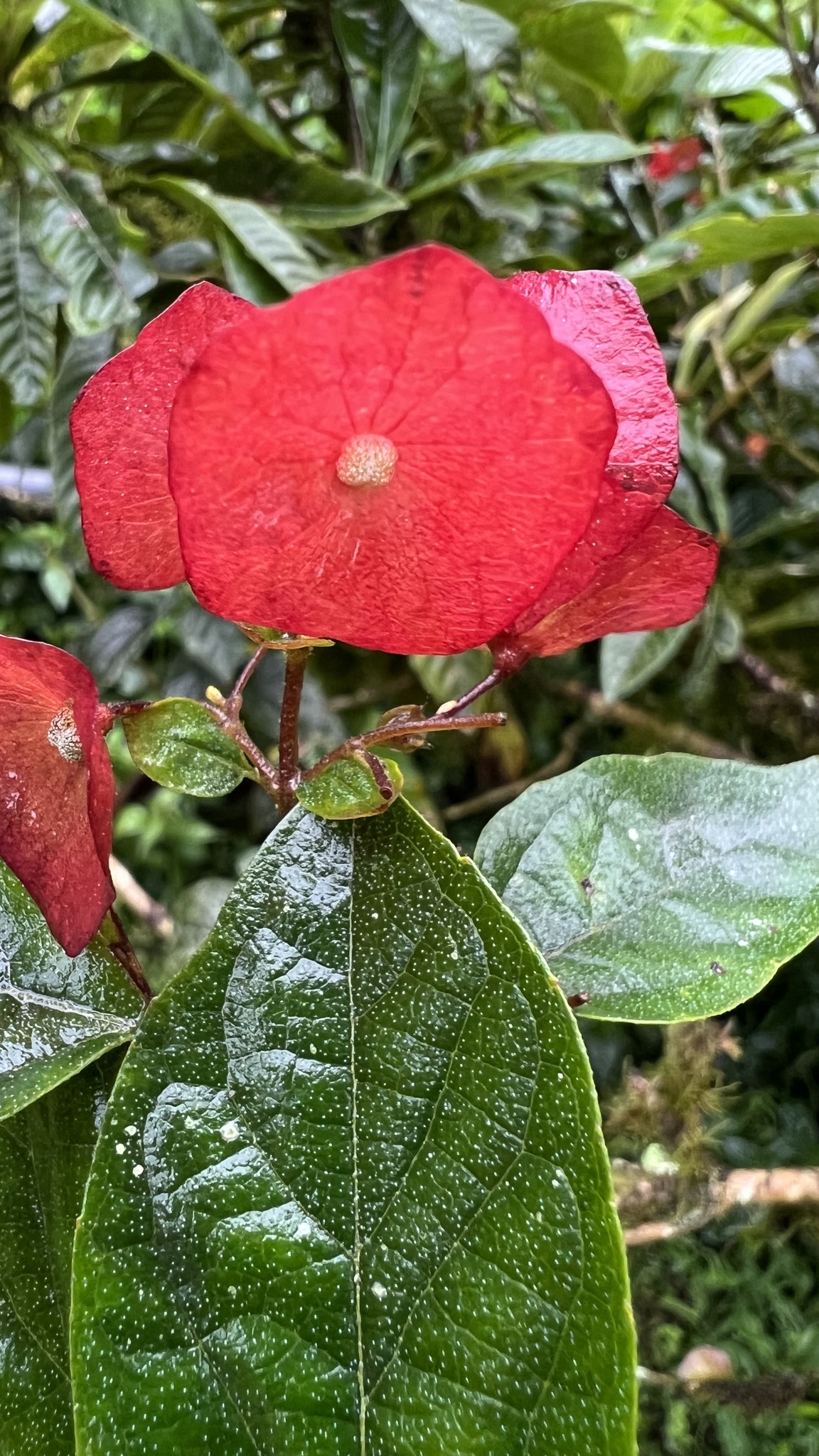 Holmskioldia sanguinea Retz.