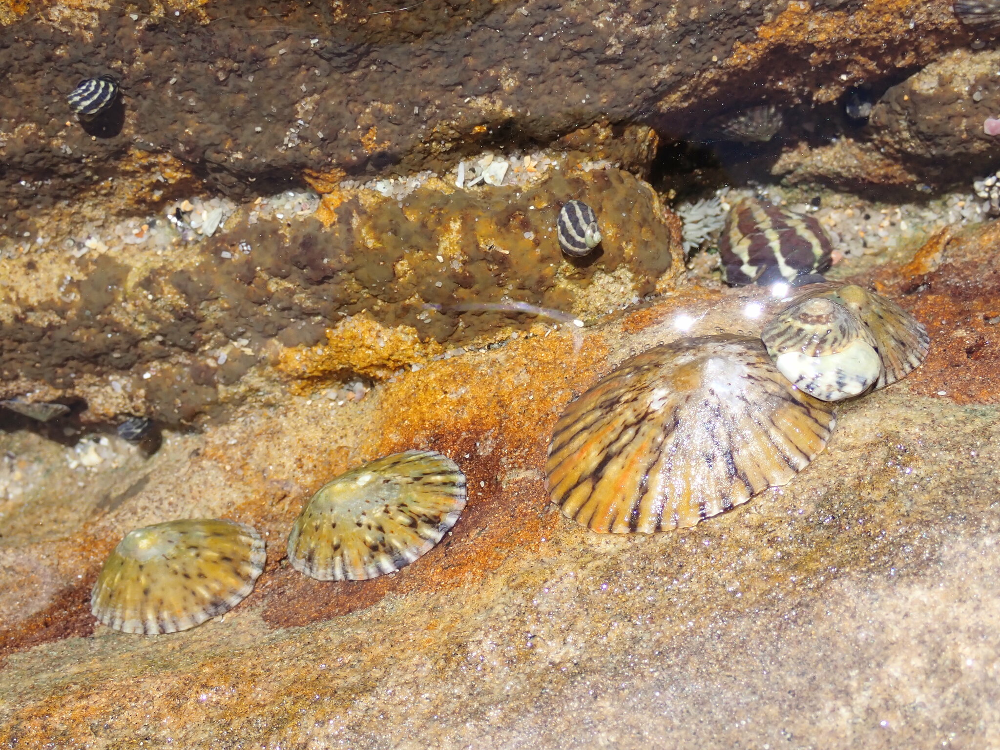 Cellana tramoserica (Holten, 1802)