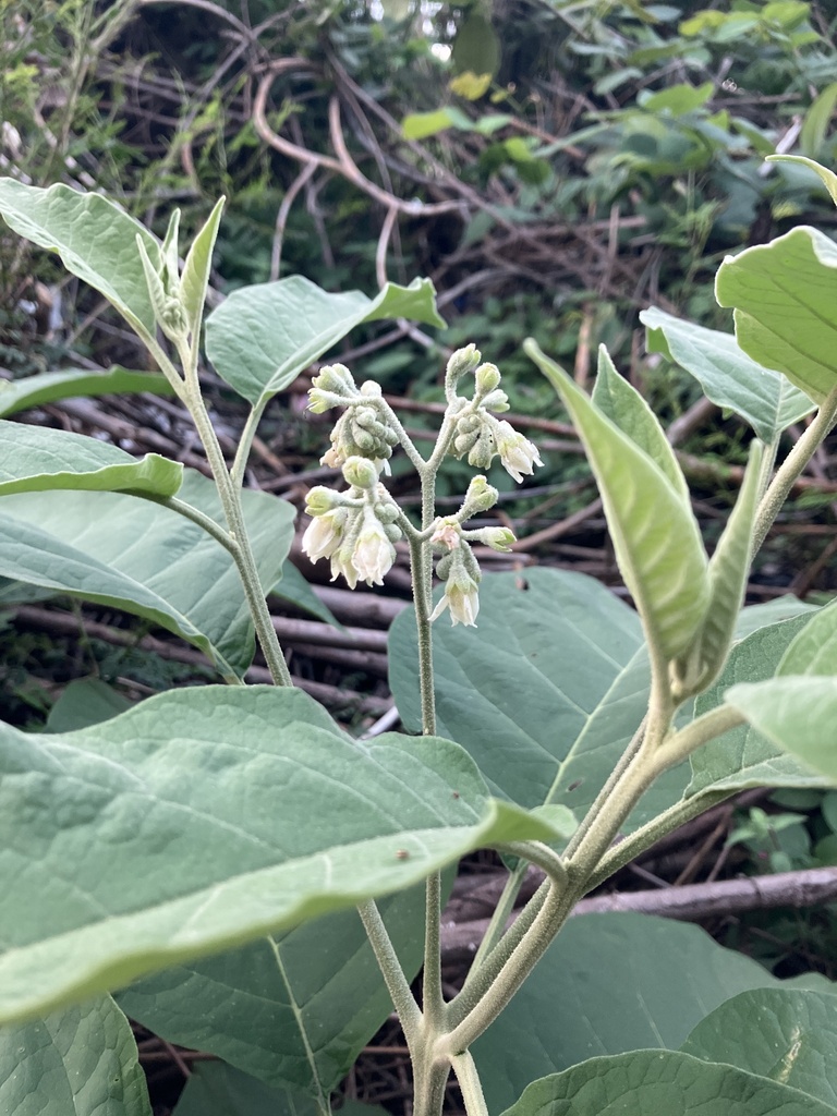 potato tree from Quintana Roo, MX on January 10, 2023 at 06:14 PM by ...