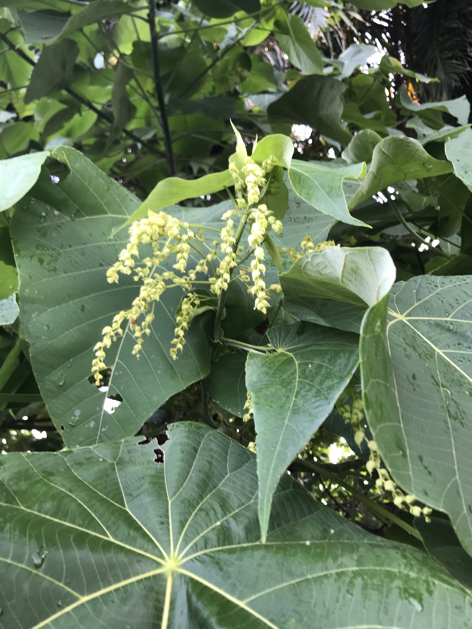 Macaranga tanarius (L.) Müll.Arg.