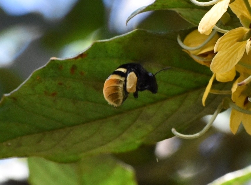 Eulaema cingulata (Fabricius, 1804)