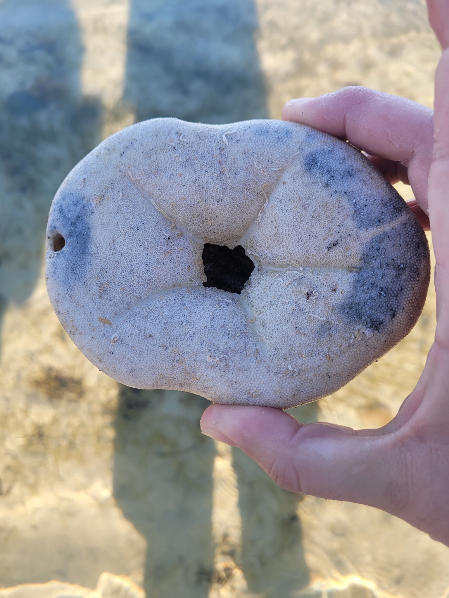 Clypeaster rosaceus (Linnaeus, 1758)