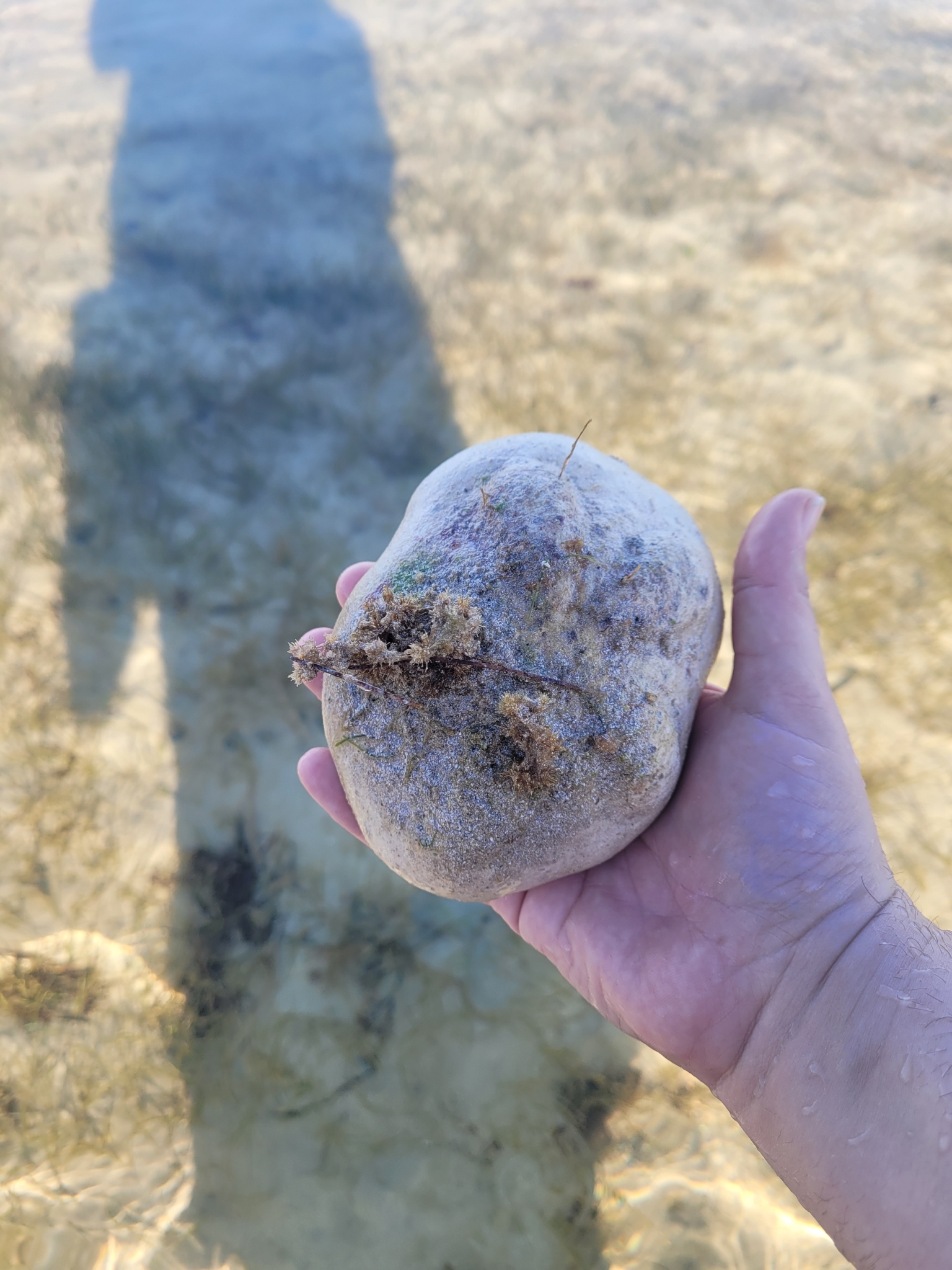 Clypeaster rosaceus (Linnaeus, 1758)