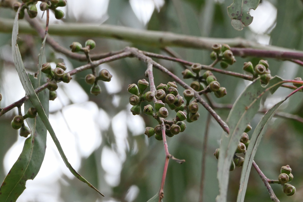 apple box from Dalton NSW 2581, Australia on November 05, 2022 at 03:02 ...