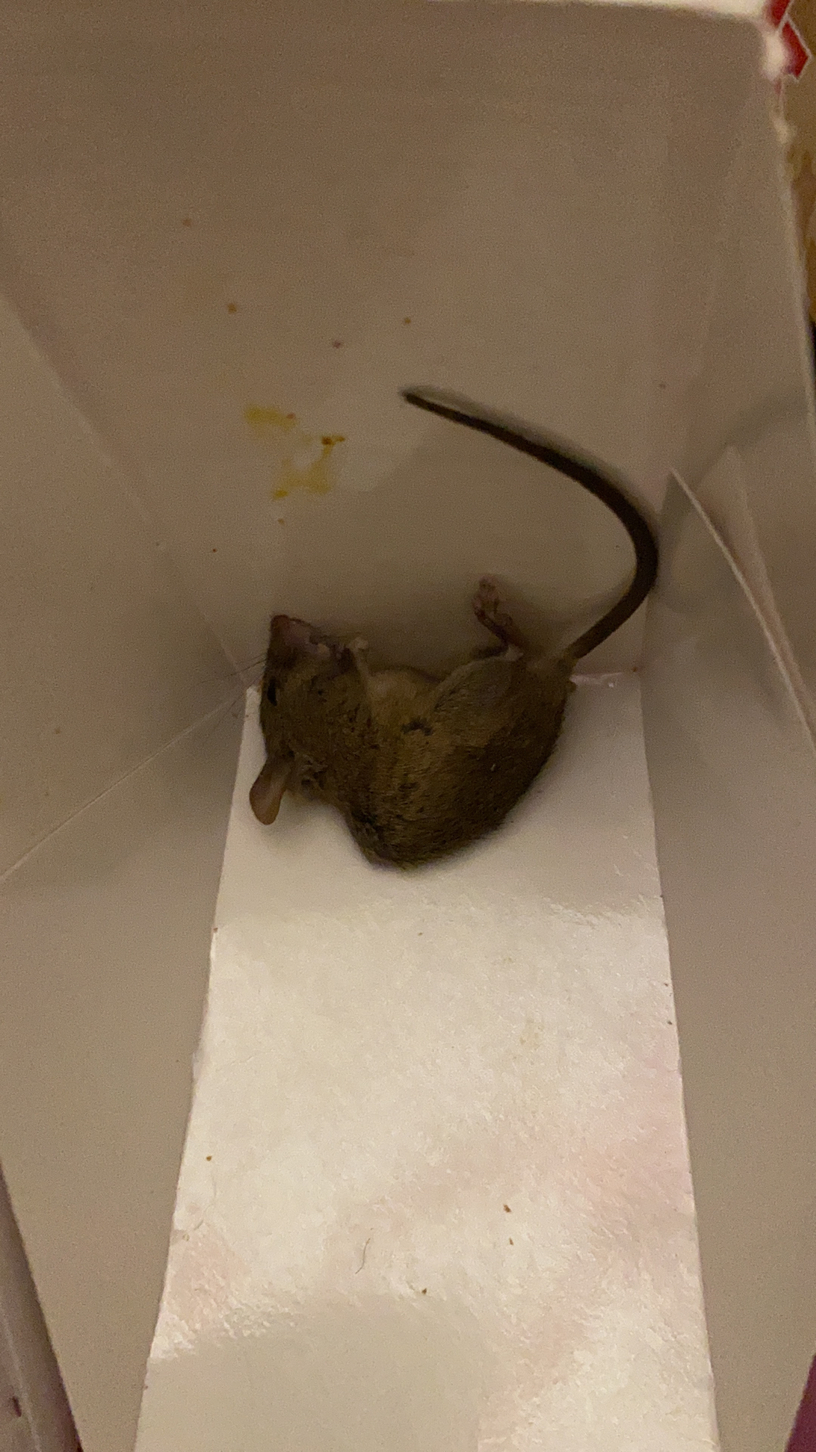 Mus musculus Linnaeus, 1758