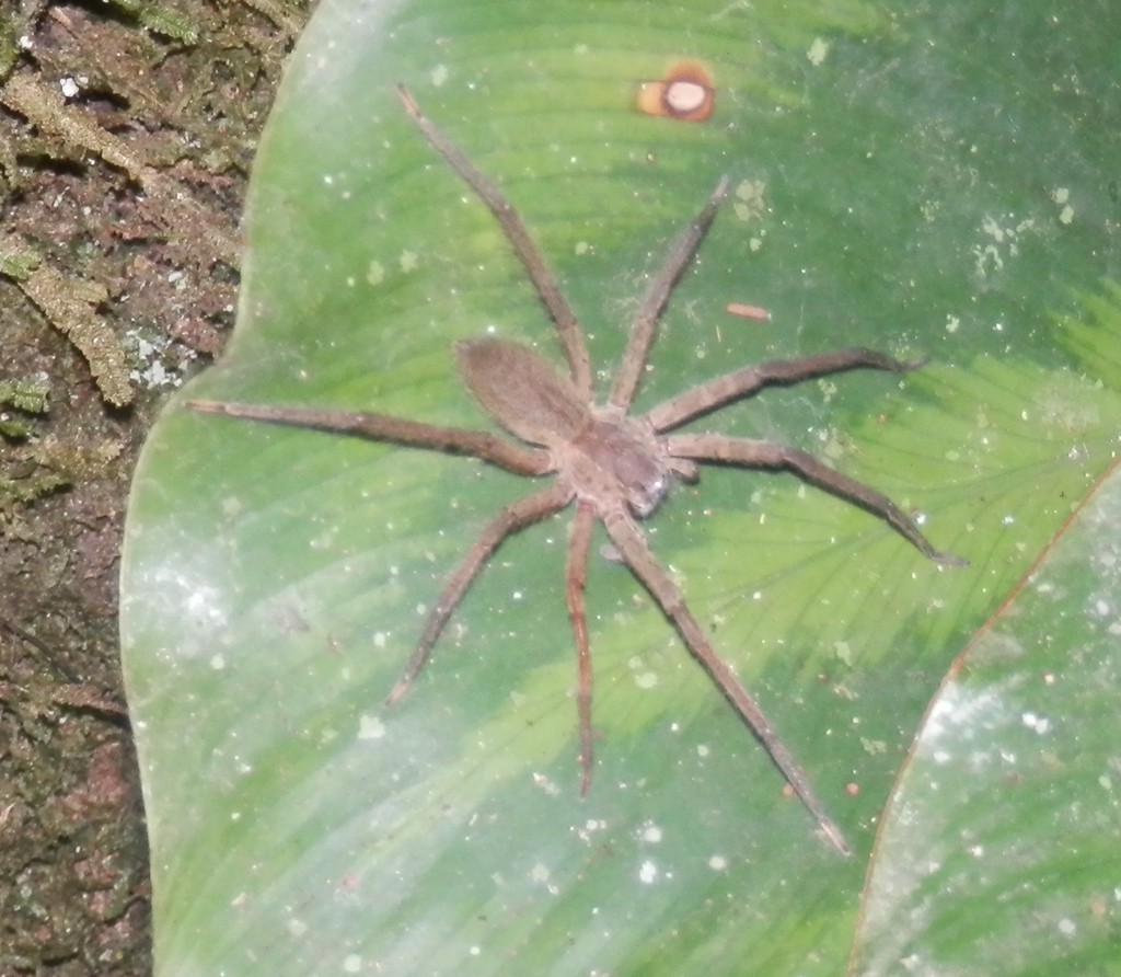 Bromeliad spiders from Ahuano, Ecuador on February 19, 2018 at 06:14 PM ...