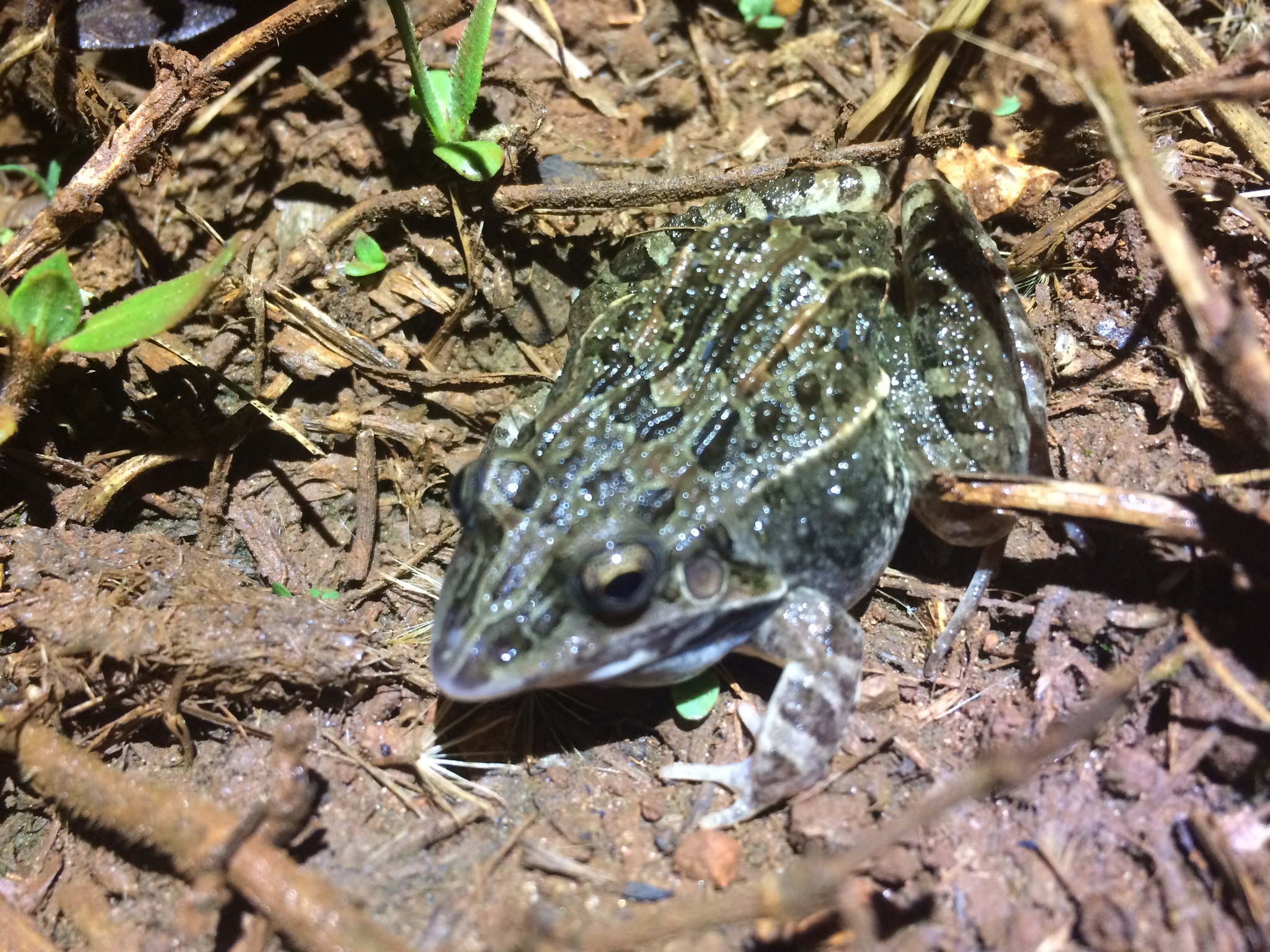 Leptodactylus fuscus (Schneider, 1799)