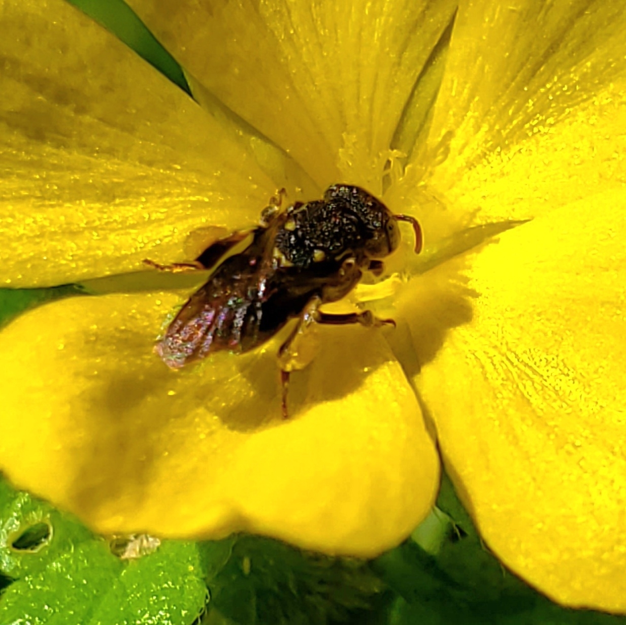 Nannotrigona perilampoides (Cresson, 1879)