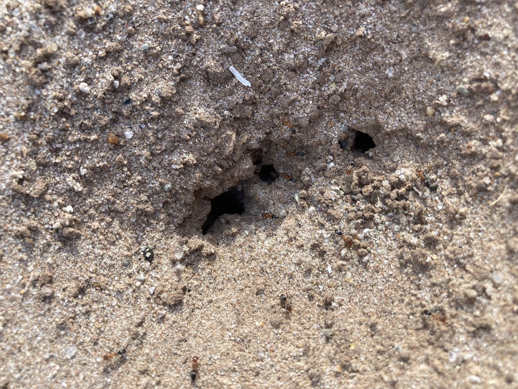 Bicolored Pyramid Ant from Eighth Ave, San Luis, AZ, US on January 10 ...