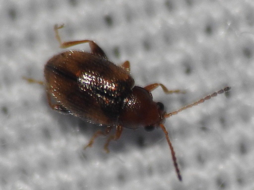 Epitrix fasciata from Fort Worth, TX, USA on January 10, 2023 at 06:53 ...