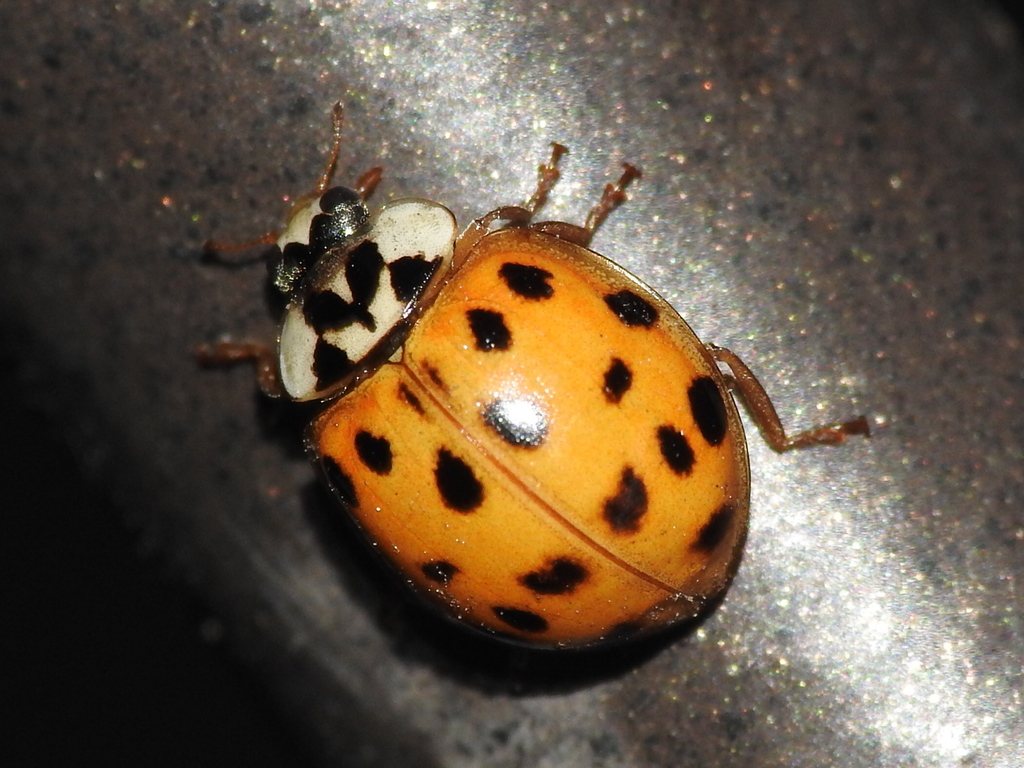 Asian Lady Beetle from Fort Worth, TX, USA on January 10, 2023 at 06:58 ...