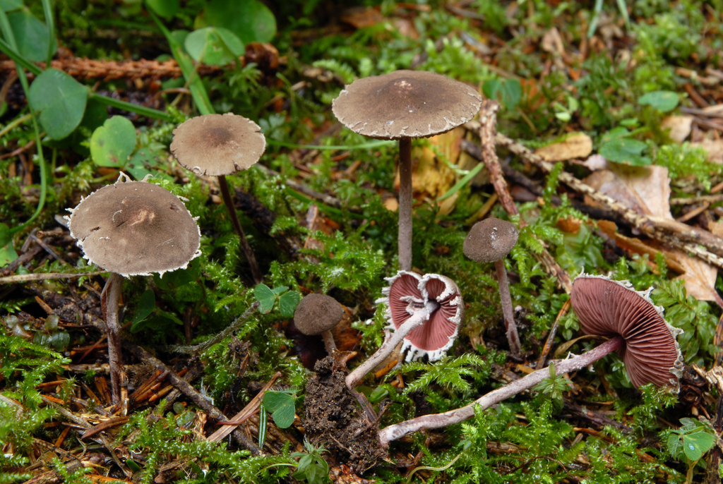 redspored dapperling from Schilpario (BG) on September 4, 2022 at 03:15 ...