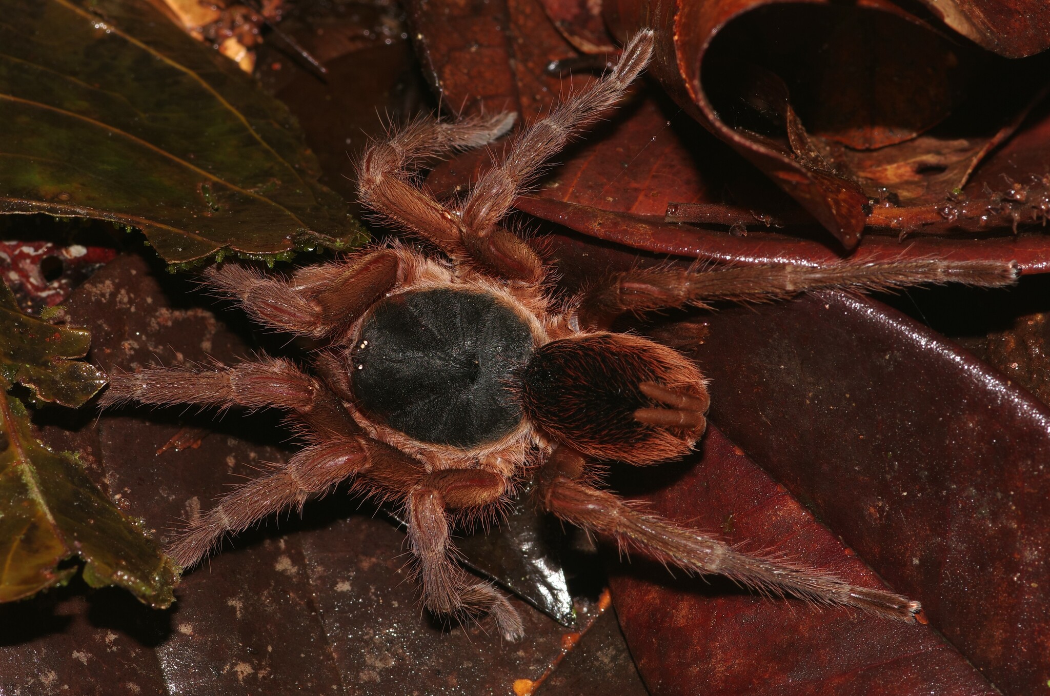 Theraphosidae