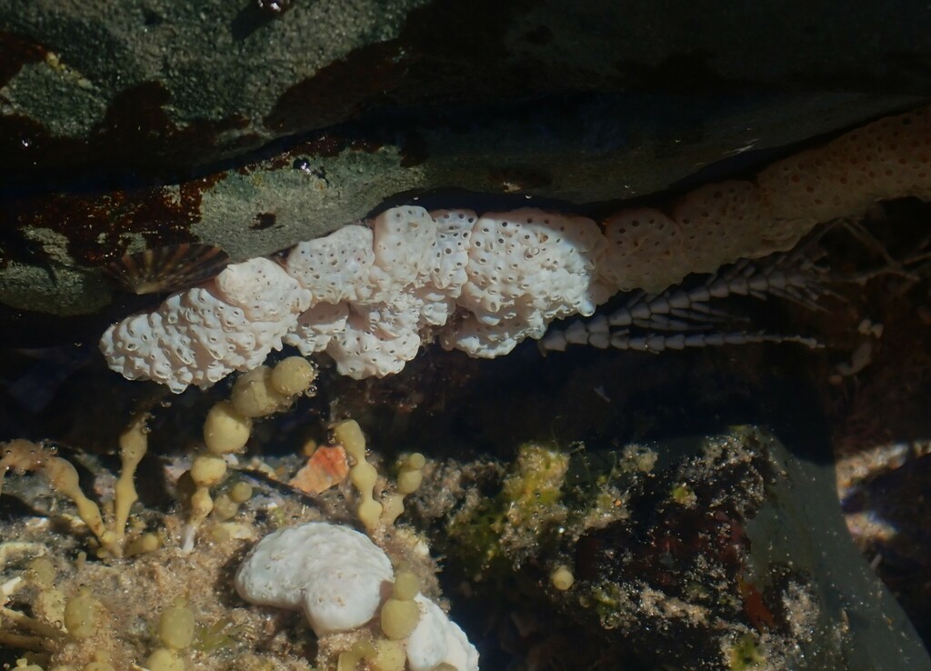 Ritterella dispar from Arrawarra Headland NSW 2456, Australia on ...
