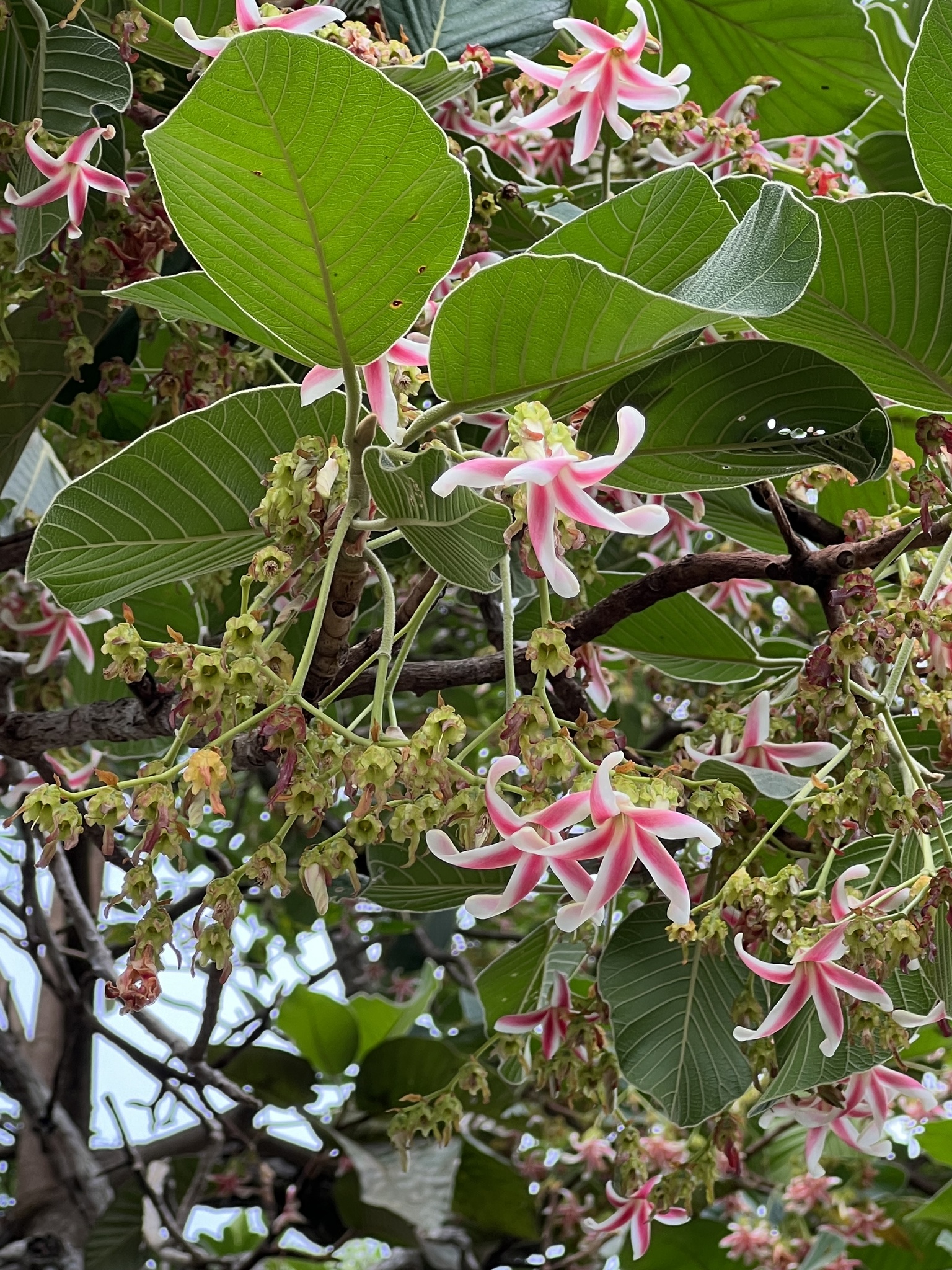 Dipterocarpus C.F.Gaertn.