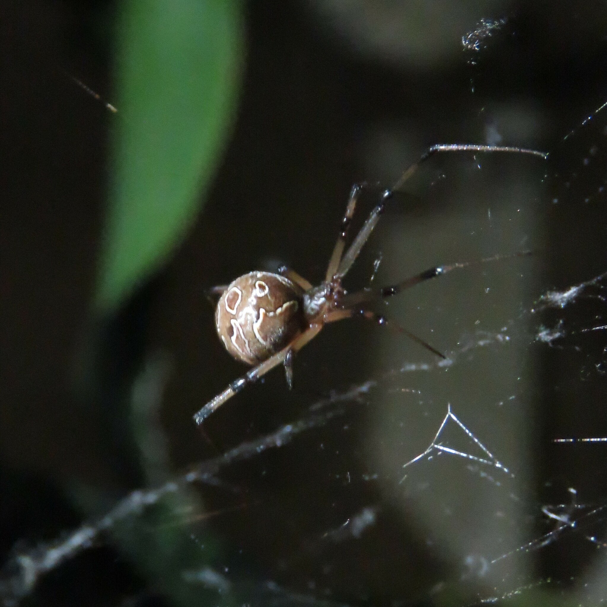 Latrodectus geometricus C.L.Koch, 1841