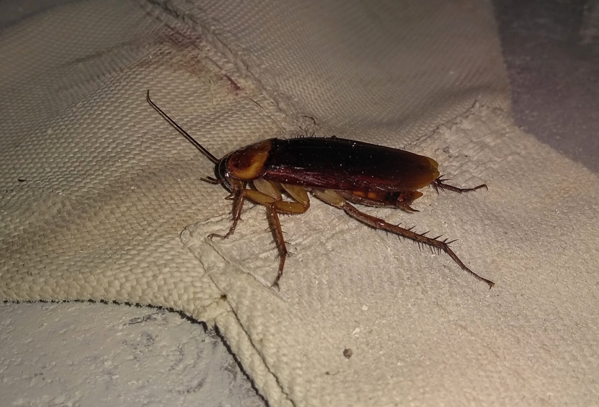 Periplaneta americana (Linnaeus, 1758)