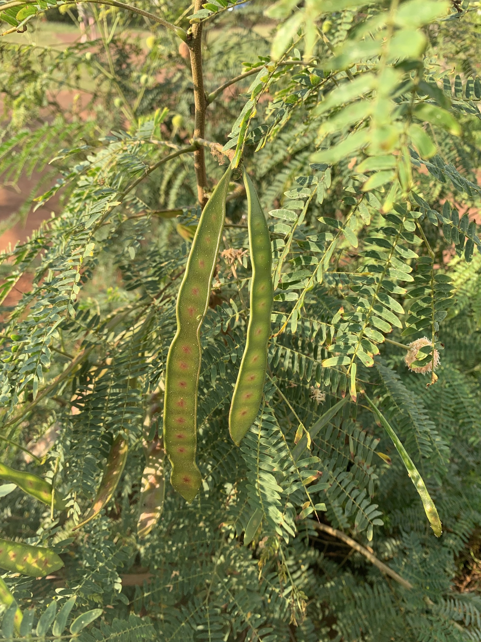 Leucaena leucocephala (Lam.) de Wit