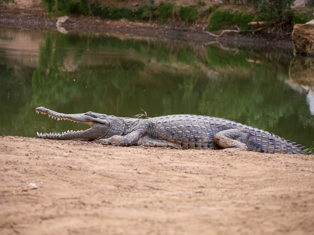 Freshwater Crocodile in August 2014 by Gunter Maywald · iNaturalist