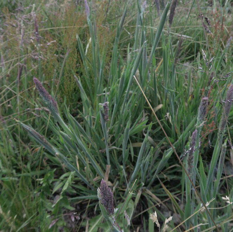 Yorkshire fog from Gooandra NSW 2627, Australia on January 09, 2023 at ...