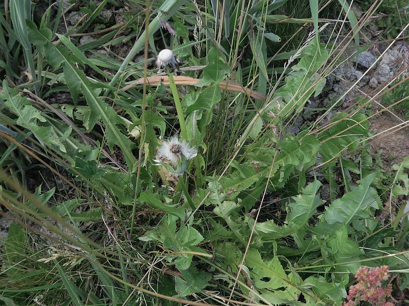 dandelions from Gooandra NSW 2627, Australia on January 9, 2023 at 01: ...