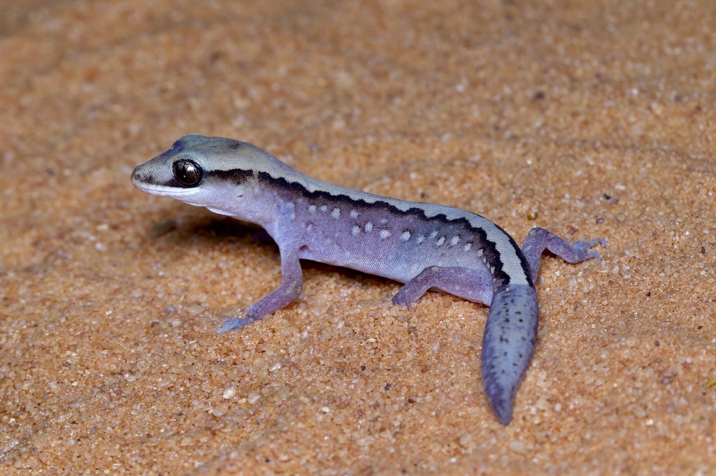 Desert Wood Gecko in December 2022 by jbilby · iNaturalist