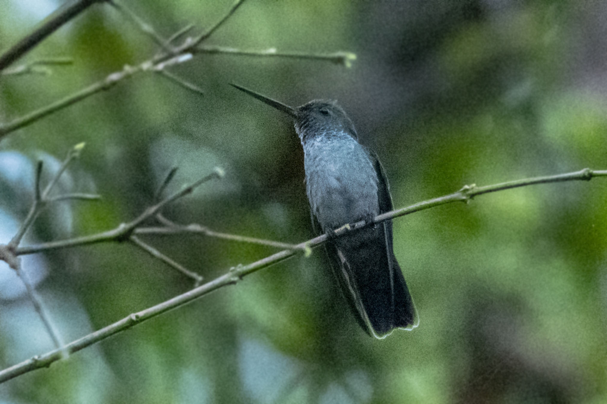 Polyerata decora Salvin, 1891